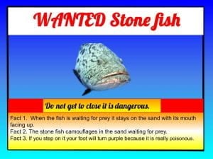 Wanted stone fish poster – Serena @ Pt England School